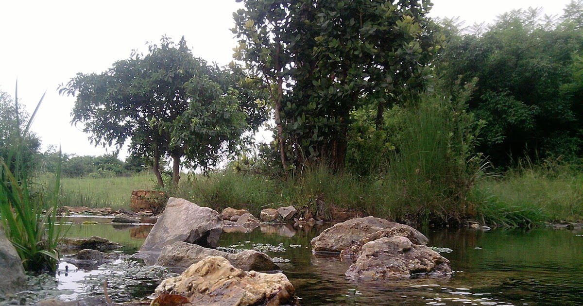 Matibidi Our Home: MATIBIDI OUR HOME: KADISHI WETLAND AND RIVER